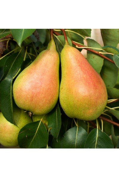 Taşkar Peyzaj Santa Maria Armut Fidanı ( Aşılı - 2 Yaş ) - Açık Kök - 100-120 cm