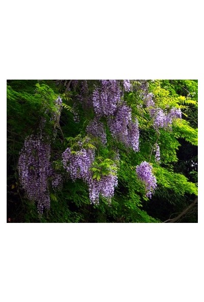 Taşkar Peyzaj Saksılı Mor Salkım Fidanı 100 150 cm