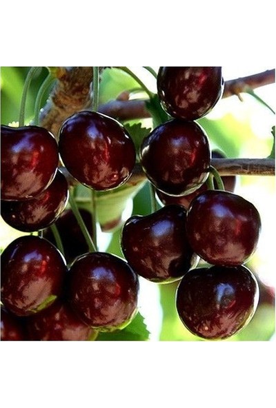 Taşkar Peyzaj Napolyon (Bodur) Kiraz Fidanı (Aşılı - 2 Yaş) - Açık Kök - 30-60 cm Taşkar Peyzaj Napolyon (Bodur) Kiraz Fidanı (Aşılı - 2 Yaş) - Açık Kök - 30-60 cm