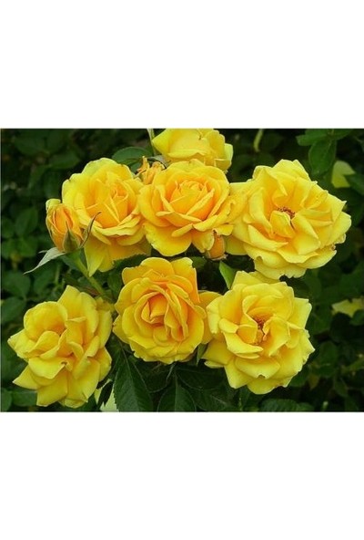 Taşkar Peyzaj Sarı Gül Fidanı Yediveren - Kokulu ( Tüplü )
