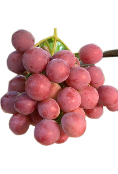 Taşkar Peyzaj Red Globe Üzüm Fidanı ( Açık Kök )