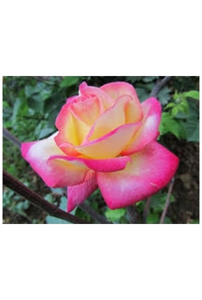 Önderler Gül Fidanı