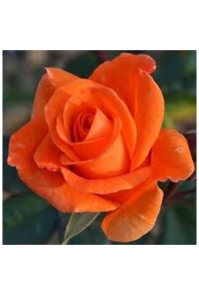 Önderler Gül Fidanı