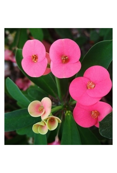 Dikenler Tacı Euphorbia Pembe Fidan Dikenler Tacı Euphorbia Pembe Fidan