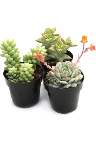 Levant Kaktüs Sukulent Seti Özel Türler Kiev