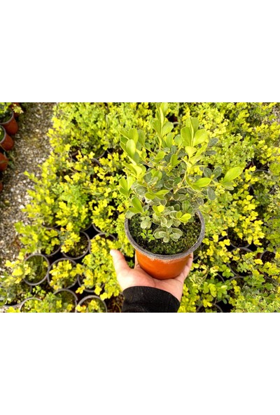 Tunç Botanik Şimşir Fidanı - Çit Bitkisi 5 Adet Tunç Botanik Şimşir Fidanı - Çit Bitkisi 5 Adet