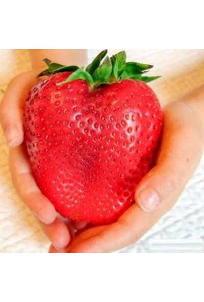 Murat Tohumculuk Murat Tohum Yediveren Dev Çilek Tohumu 10 Adet Tohum