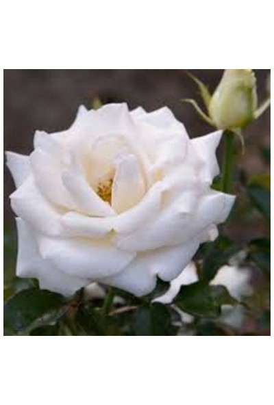 Önderler Gül Fidanı Beyaz