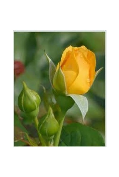 Önderler Gül Fidanı Sarı