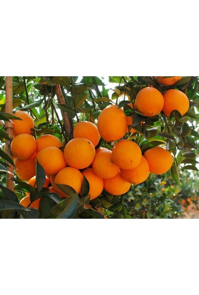 SAHİDEN ORGANİK Organik Portakal 1 kg SAHİDEN ORGANİK Organik Portakal 1 kg