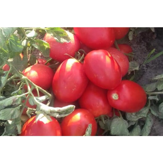 Murat Tohumculuk Murat Tohum Italyan Rio Grande Domates Fiyatı