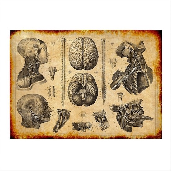 Wonder Like Insan Kafa Anatomisi Ahşap Poster 10*15 cm Fiyatı