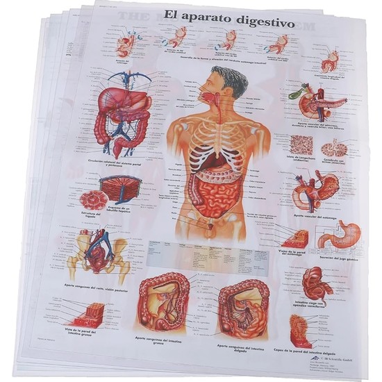 2Danlu 3 Hastane Masaj Haritası Insan Anatomisi Kas Sistemi Fiyatı