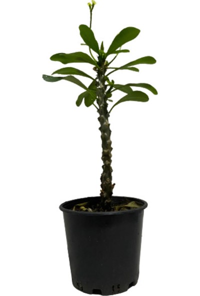 Bitki Fidanım Beyaz Dikenler Tacı Çiçekli Ithal Euphorbia Milii 20-25 cm