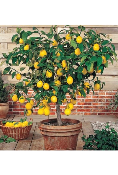 Evimde Bahçem Limon Ağacı Fidanı Meyveli Saksılı Bodur Limon Ağacı Iç Mekan(Bonsai) Bitki