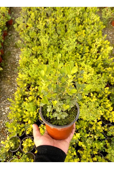 Tunç Botanik Şimşir Fidanı - Çit Bitkisi 10 Adet Tunç Botanik Şimşir Fidanı - Çit Bitkisi 10 Adet