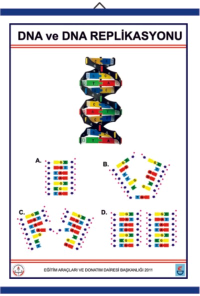 Edulab Dna ve Dna Replikasyonu Levhası