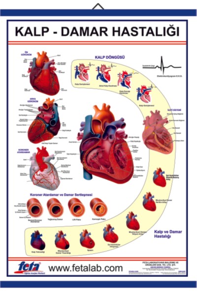 Edulab Kalp ve Damar Hastalıkları Levhası