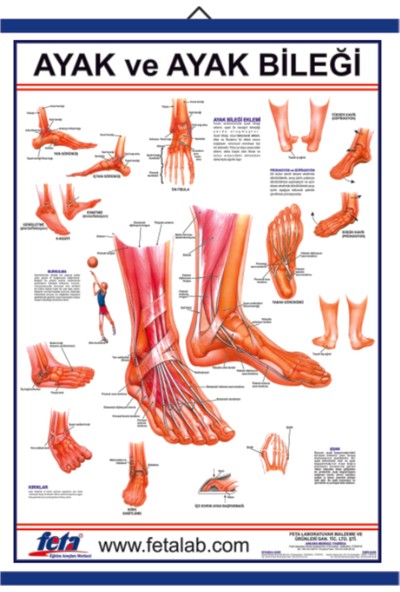 Edulab Ayak ve Ayak Eklemi Eğitim Plakası Edulab Ayak ve Ayak Eklemi Eğitim Plakası