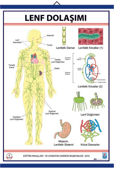 Edulab Lenf Dolaşımı Levhası