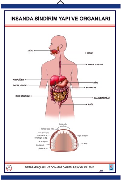 Edulab İnsanda Sindirim ve Yapı Organları