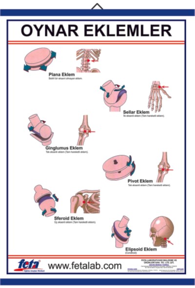 Edulab Oynar Eklem Hareketlerini Gösteren Eğitim Plakası