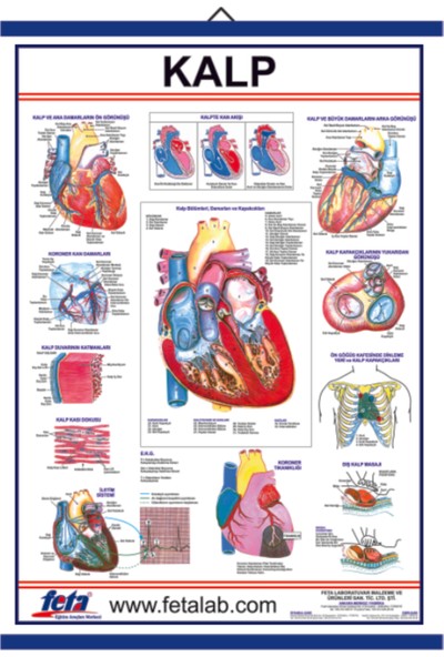 Edulab Kalp Levhası
