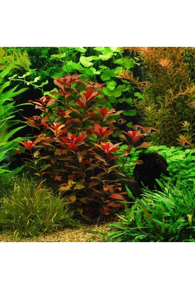 Akvaryum Bitkileri Ludwigia Diamond Repens