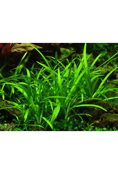 Akvaryum Bitkileri Sagittaria Subulata Akvaryum Bitkileri Sagittaria Subulata