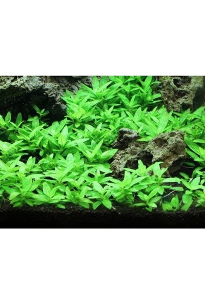 Akvaryum Bitkileri Staurogyne Repens Akvaryum Bitkileri Staurogyne Repens