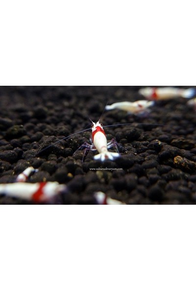 Sakura Prl - Pure Red Line (0,5-1cm) Sakura Prl - Pure Red Line (0,5-1cm)