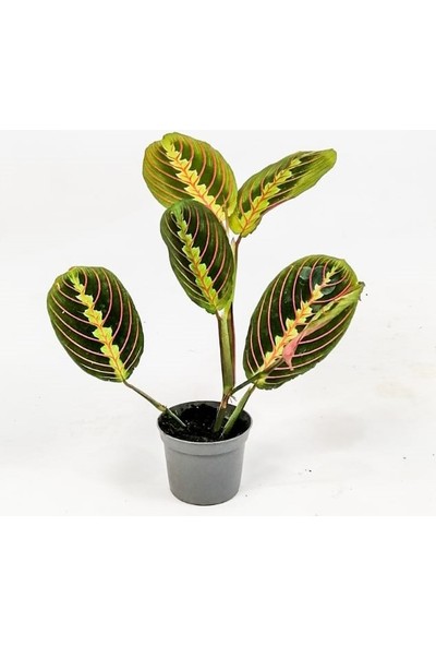 Fidan Burada Baby Maranta Fascinator-Mini Dua Çiçeği-Ithal Fidan Burada Baby Maranta Fascinator-Mini Dua Çiçeği-Ithal