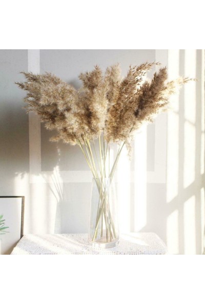 Pampas 10 Dal 100 cm Boyunda