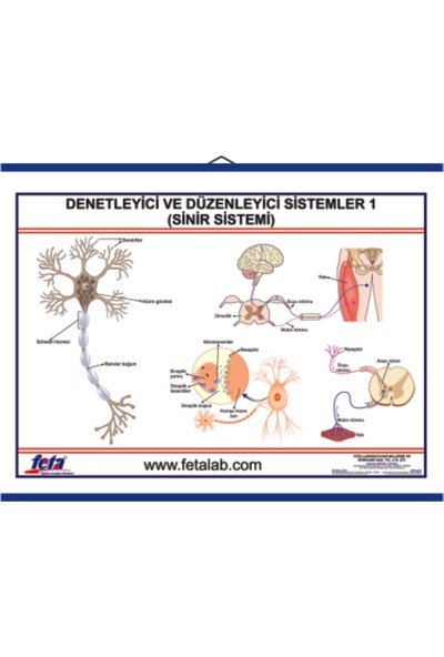 Edulab Denetleyici ve Düzenleyici Sistem Levhası Sinir Sistem