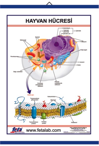 Edulab Hayvan Hücresi Levhası