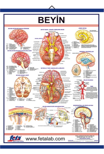 Edulab Beyin Levhası Edulab Beyin Levhası