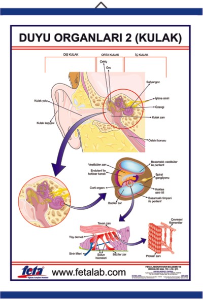 Edulab Duyu Organları 2 Levhası Kulak