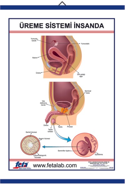 Edulab Insanda Üreme Büyüme ve Gelişme Levhası Edulab Insanda Üreme Büyüme ve Gelişme Levhası