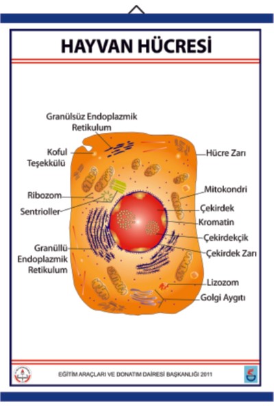 Edulab Hayvan Hücresi Levhası 70 x 100 cm