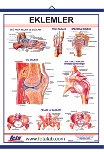 Edulab Eklem Levhası