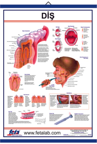 Edulab Diş Eğitim Plakası