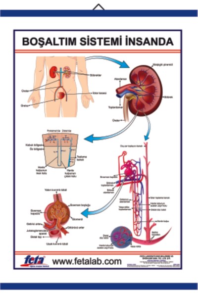 Edulab Boşaltım Sistemi Levhası İnsanda 2