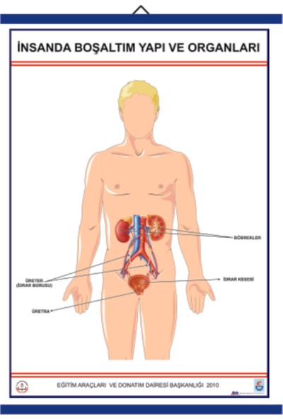 Edulab Boşaltım Sistemi Levhası Insanda