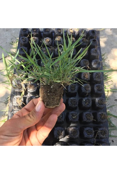 Golf Teknik Zoysia Japonica Çim