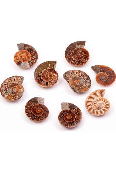Taş Sandığı Amonit Taşı Fosil