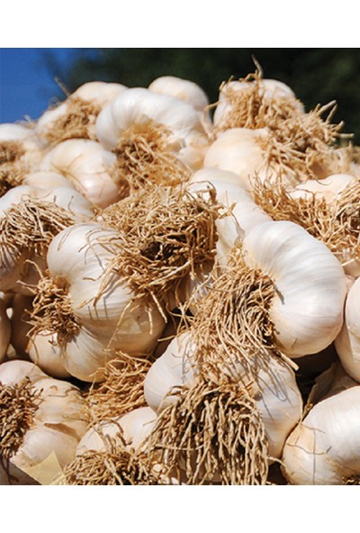 Karahasanoğlu Tarım Kastamonu Taşköprü Sarımsağı Orta Boy 1 kg Karahasanoğlu Tarım Kastamonu Taşköprü Sarımsağı Orta Boy 1 kg