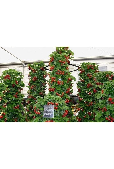 Murat Tohum Alman Çileği Tohumu 10 Adet Tohum