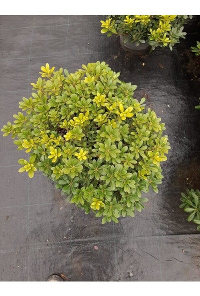 Enfidan Pittosporum 40-50CM Çap Genişliğinde