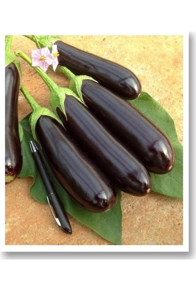 Mitofarm Aydın Siyahı Patlıcan Tohumu 25 Gr.