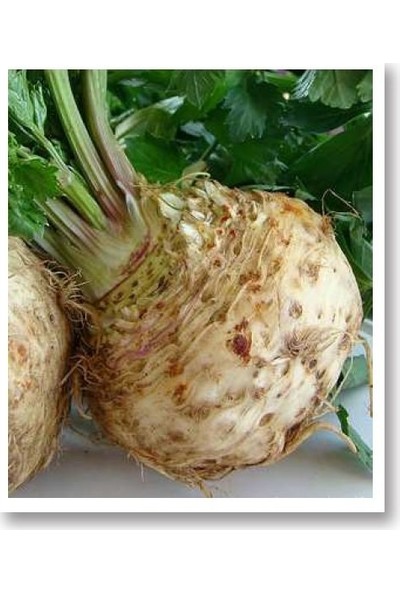 Mitofarm Kök Kereviz Tohumu 25 Gr. Mitofarm Kök Kereviz Tohumu 25 Gr.